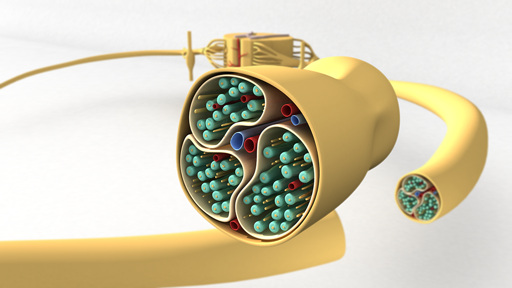 Biomedical Communications Program | Institute of Medical Science